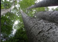 Tree Picture Writing Prompts – Lisa's Writopia
